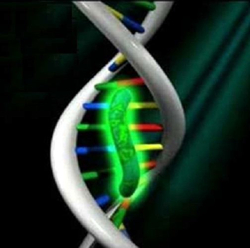 Syber Green DNA Staining Dye – Adelab Scientific