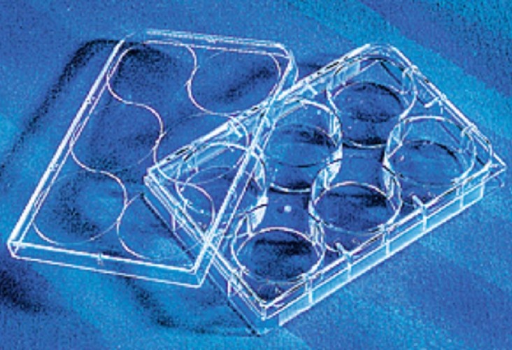 Corning 6 well Tissue culture Treated plates, with lid flat bottom, st ...