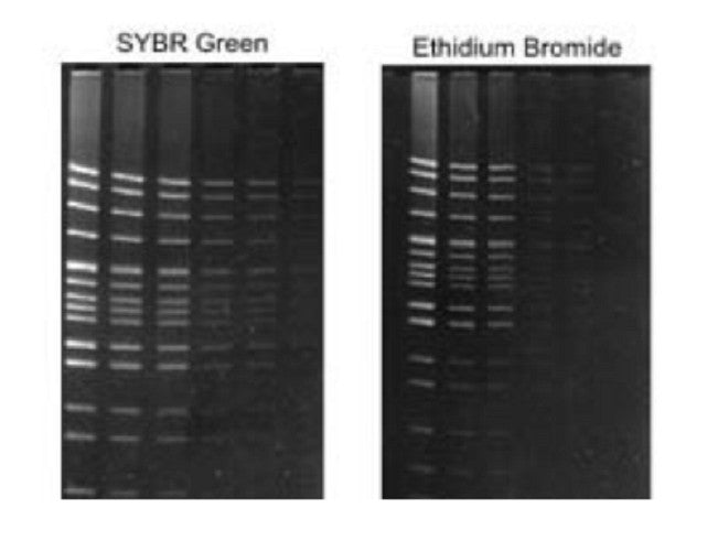 Lonza Syber Green DNA staining dye, Concentration:10,000 X, 50µL ...